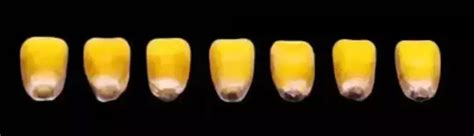 玉米籽粒玉米植株玉米籽粒纵切面图大山谷图库