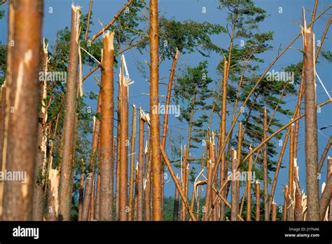 Fallen Trees In Forest Caused By Extremely High Wind Speed During The Storm A Few Days Ago In