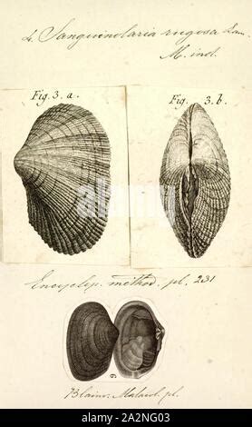 Sanguinolaria Rugosa Print Sanguinolaria Is A Genus Of Saltwater