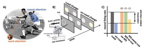Examining The Role Of Microsaccades In Spatial Attention A An