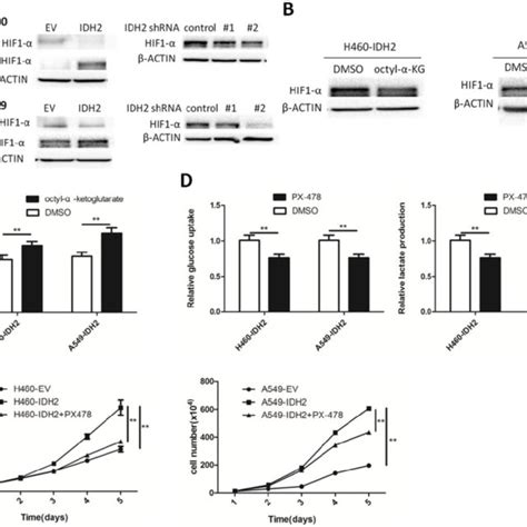 Tca Cycle Gene Expression Profiles In Lung Cancer Compared To Normal