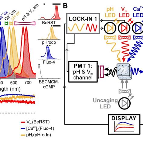 Simultaneous Recording Of [ca 2 ] I Ph I And V M Signals In Sea Download Scientific