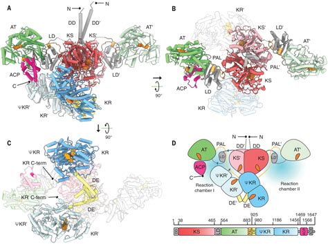 Modular Polyketide Synthase Contains Two Reaction Chambers That Operate