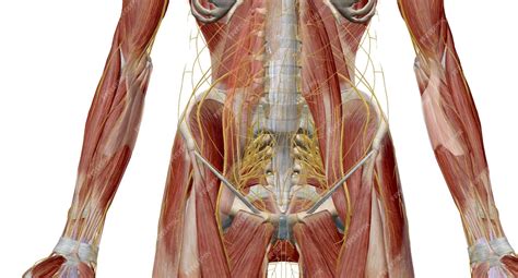 Premium Photo The Lumbar Plexus Is A Complex Neural Network Formed By