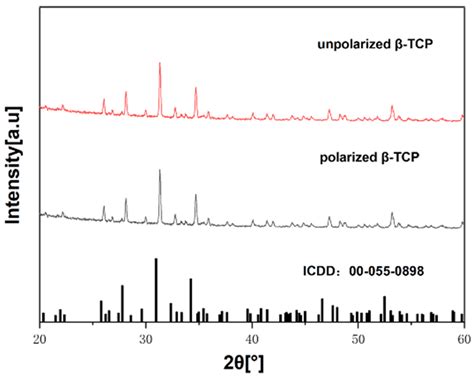 Exploring The Biological Impact Of β Tcp Surface Polarization On Osteoblast And Osteoclast Activity