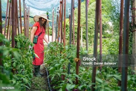 정원에서 식물을 돌보는 원예 농업 봄 재배 지 야채 정원 작업 건강한 생활방식에 대한 스톡 사진 및 기타 이미지 건강한 생활방식 경작지 기술 Istock