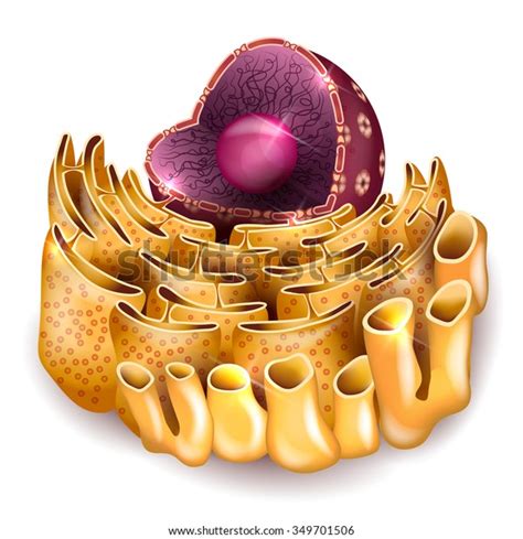 Cell Nucleus Endoplasmic Reticulum Detailed Anatomy Stock Vector