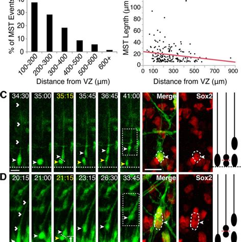 Ontogeny Of The Germinal Layers In The Ferret Cerebral Cortex A Download Scientific