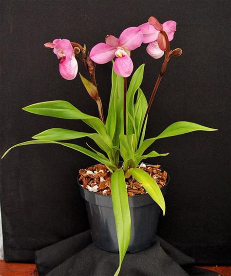 Phrag Eumelia Arias Schlimii Oz X Kovachii Terminator Orchidweb