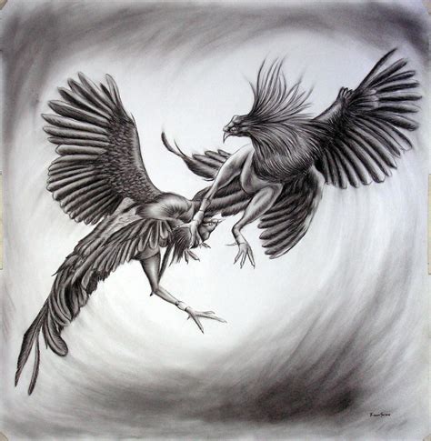 Fighting Roosters Drawings