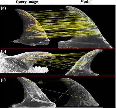 Examples Of SPIR Output Three Different Cases Are Shown A Correct Download Scientific