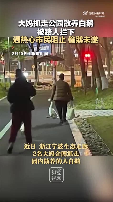 大妈抓走公园散养白鹅被路人拦下 幸亏遇到热心市民阻止手机新浪网