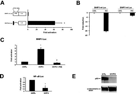 Nuclear Factor κBMediated Cell Survival Involves Transcriptional Silencing of the Mitochondrial