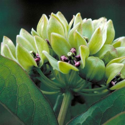 Milkweed Green Milkweed Green Friends School Plant Sale