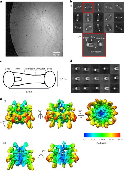 Gerardo Gutierrez On Linkedin Fibrillin Microfibril Structure Identifies Long Range Effects Of