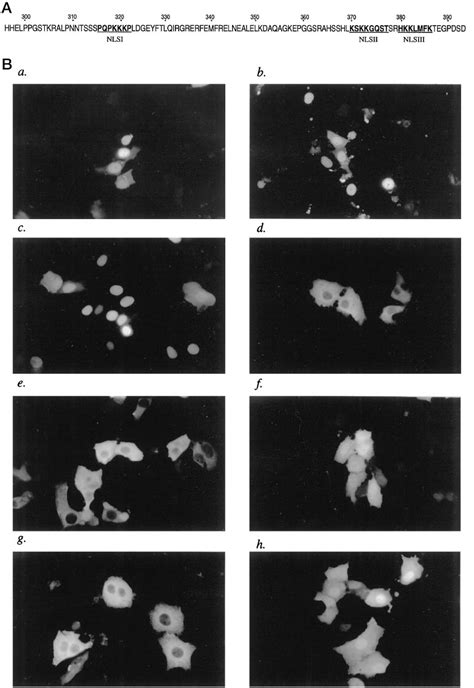 Alternations In The Subcellular Localization Of Mutated P53 Proteins