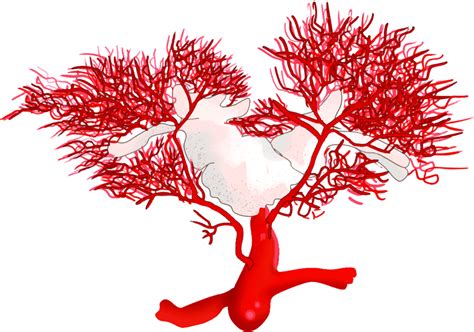 4 The Aorta Is Seen Giving Off Segmental Arteries Which Course Around Download Scientific