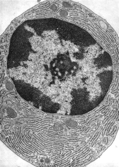 Nucleus Micrograph