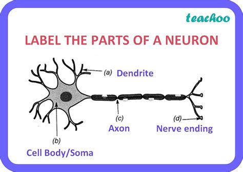 Control Coordination Label The Parts Of A Neuron In The Figure