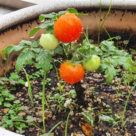 다이소 씨앗 방울토마토키우기 집에서 텃밭가꾸기 Feat 새싹채소 상추키우기 네이버 블로그