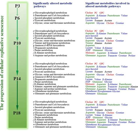 Schematic Representation Of Significantly Altered Metabolic Pathways