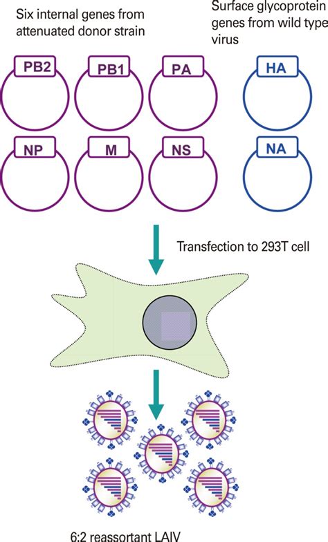 Reverse Genetics Approach For Generating Live Attenuated Influenza