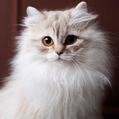 «Котëнок из пуха» — картинка создана в Шедевруме