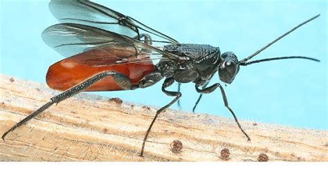 Variety Of Life Cynipoidea