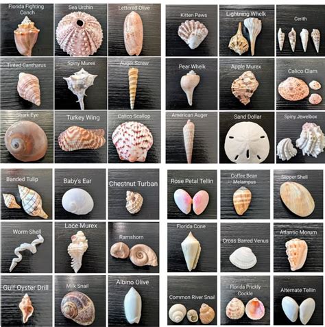 Pin By Carton On Shells Shells Diy Shells And Sand Seashell Crafts