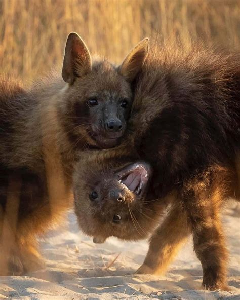 Download Brown Hyenas Playful Tussle Wallpaper