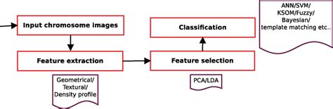 Chromosome Classification Methodology Download Scientific Diagram
