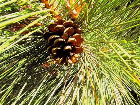 Maine State Flower Flowers White Pine Cone Maine