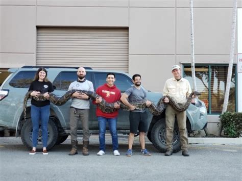 Florida Python Caught In The Everglades One Of Heaviest State Has Recorded