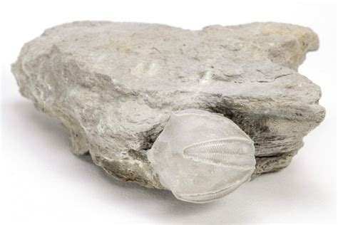 7 Blastoid Pentremites Fossil Illinois 204704 For Sale