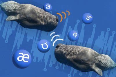 AI Decodes Sperm Whale Language Revealing A Complex System Of Communication