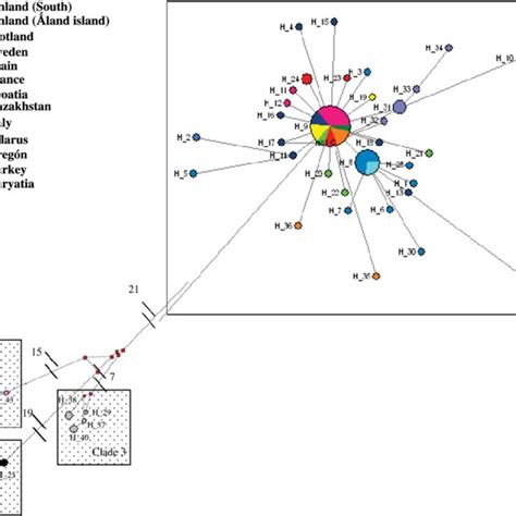 A Minimum Spannig Network Constructed Using The 44 Haplotypes Of Download Scientific Diagram