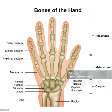 bones of the hand medical vector illustration isolated on white