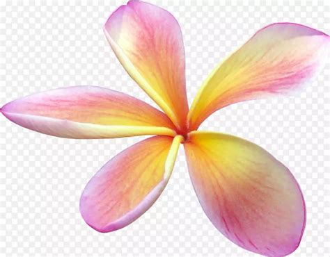 插花剪贴画 蕨类植物png图片素材下载 图片编号1112741 png素材网