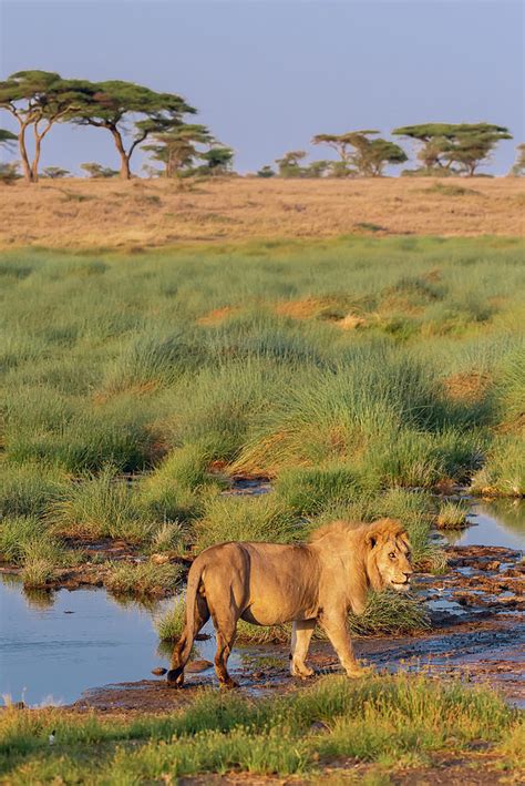 Africa Tanzania Serengeti National Photograph By Jaynes Gallery Fine Art America