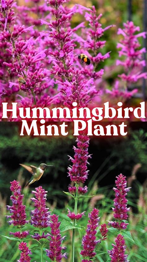 Hummingbird Mint Plant Your Complete Guide To Growing Agastache Usa
