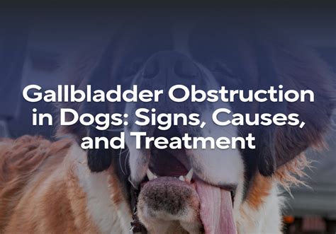Gallbladder Obstruction In Dogs Signs Causes And Treatment Impact