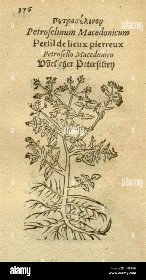 An Illustrated Botanical Work Depicting Various Plant Species It Provides Visual