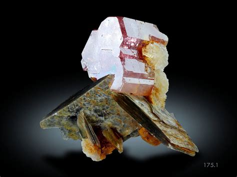 Unearthing The Past A Comprehensive Guide To Identifying Fossils In Rocks Forces Blog