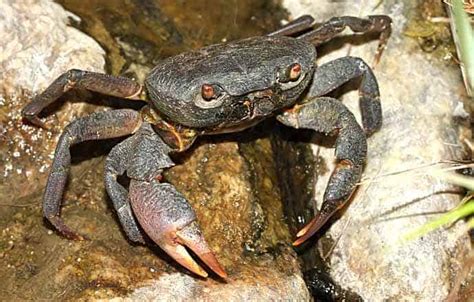 Potamon Potamios Detailed Guide Care Diet And Breeding Shrimp