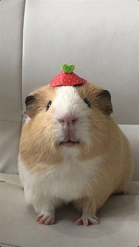 морская свинка с клубничкой♡ in 2024 | Guinea pigs funny, Cute guinea ...