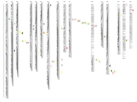 The Positions Of Qtl Affect The Four Important Agronomic Traits In Download Scientific