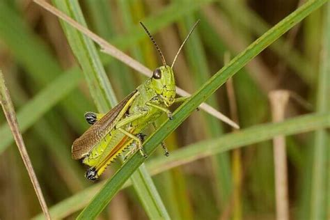 Britains Biggest Grasshopper Returns To The Broads After 86 Years