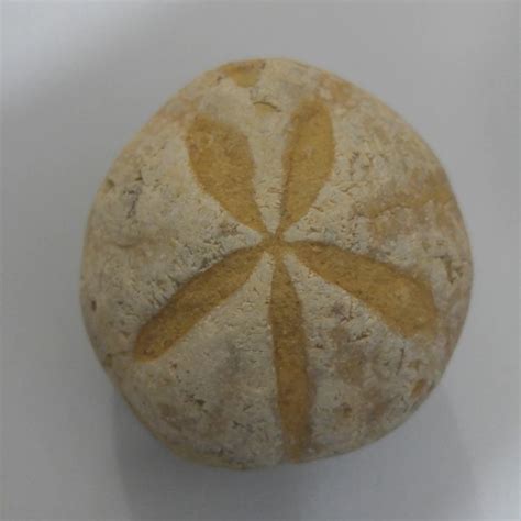 خرید و قیمت فسیل ستاره دریایی از غرفه لوازم ماشین و خونه