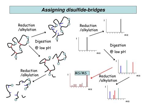 Ppt Post Translational Modifications Powerpoint Presentation Free