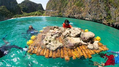 Foreign Divers Volunteer For Maya Bay Coral Restoration Project